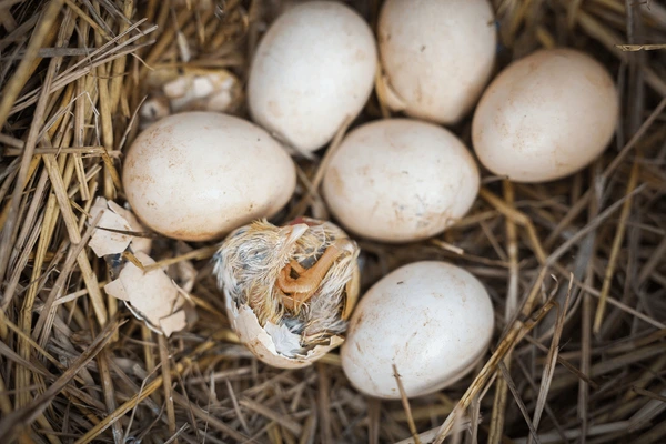 African Grey Eggs (Fertile) - NESTZY EGGS Co.